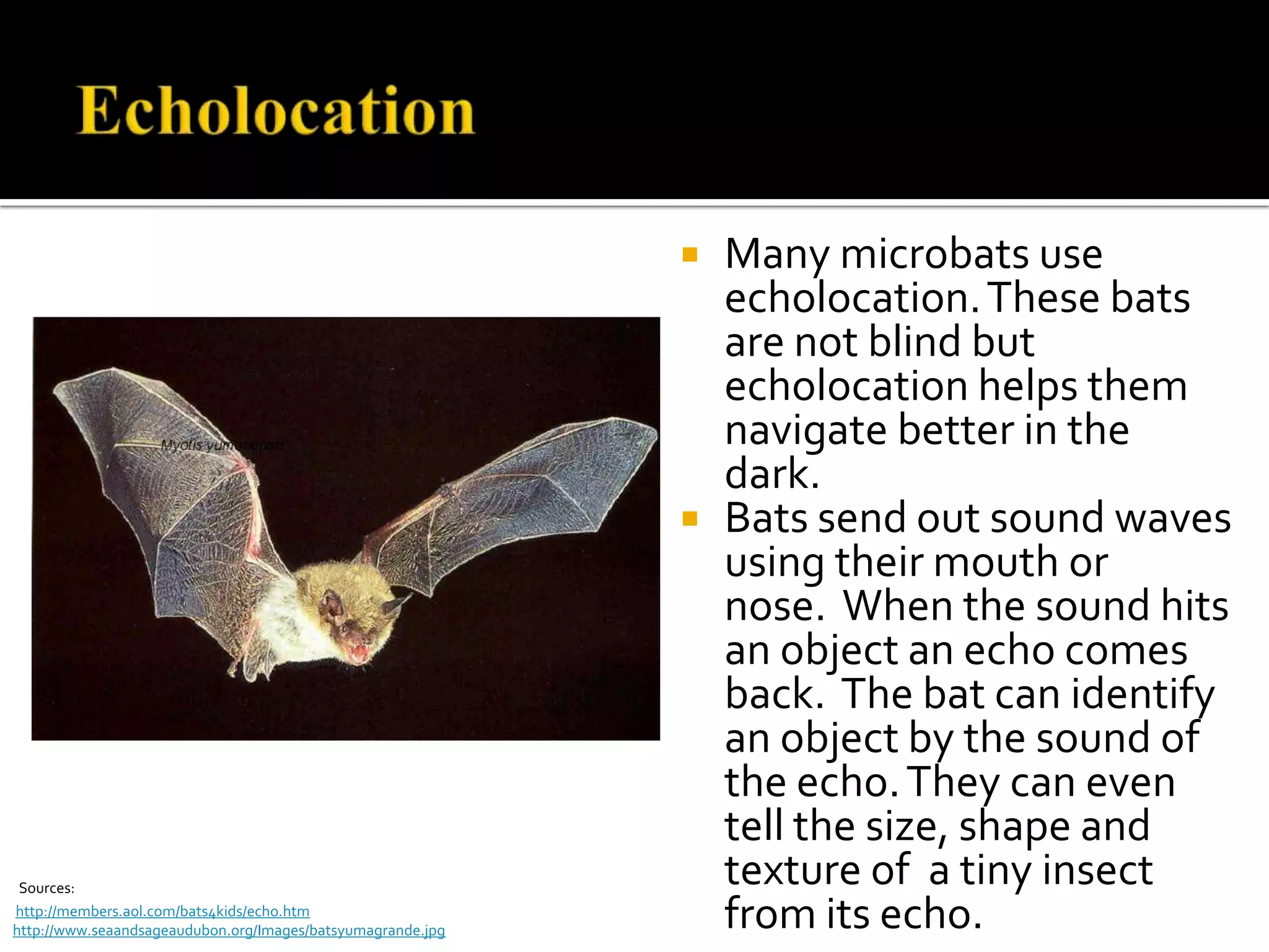 Batty About Bats! | PPTX