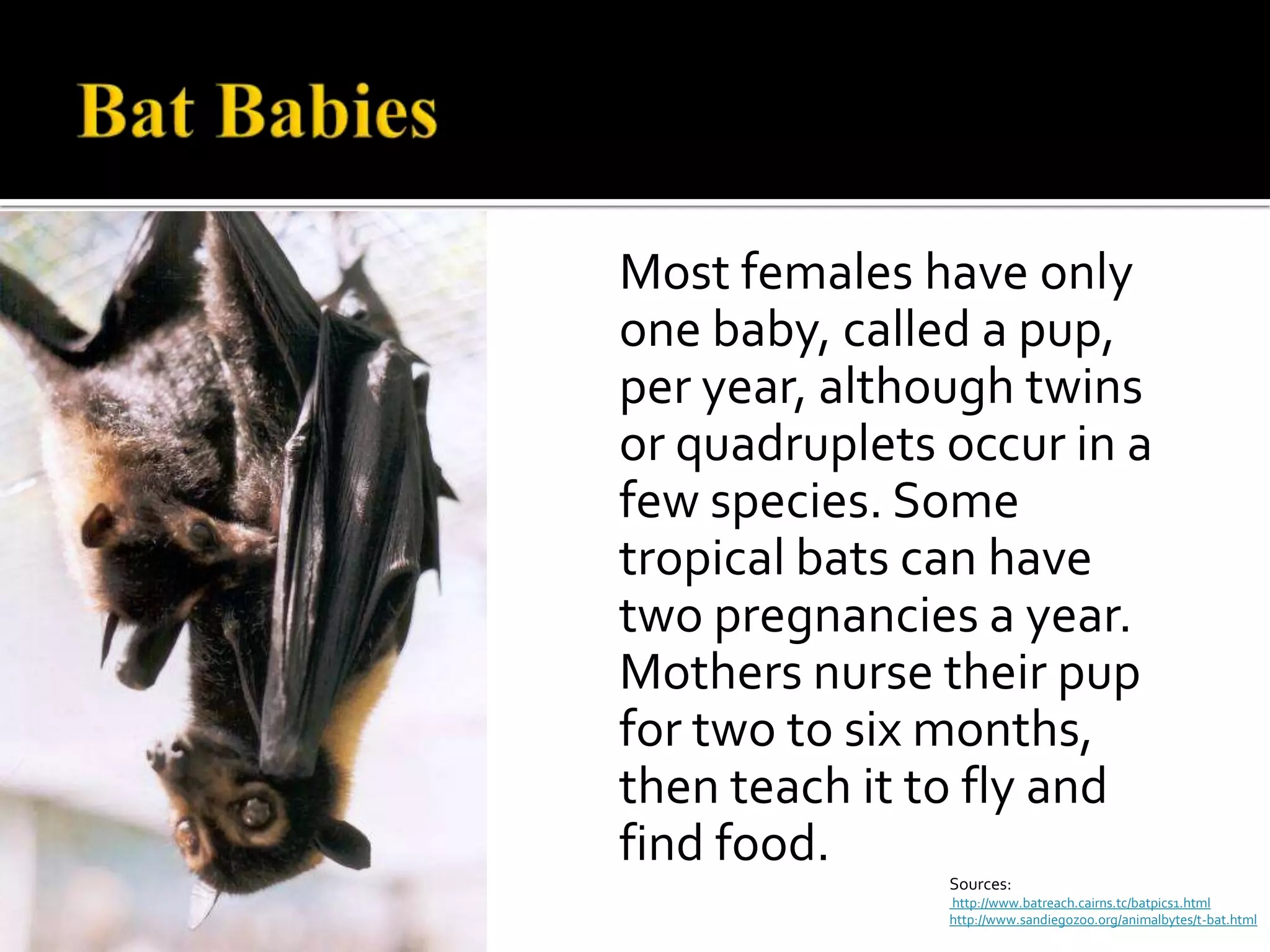 Batty About Bats! | PPTX