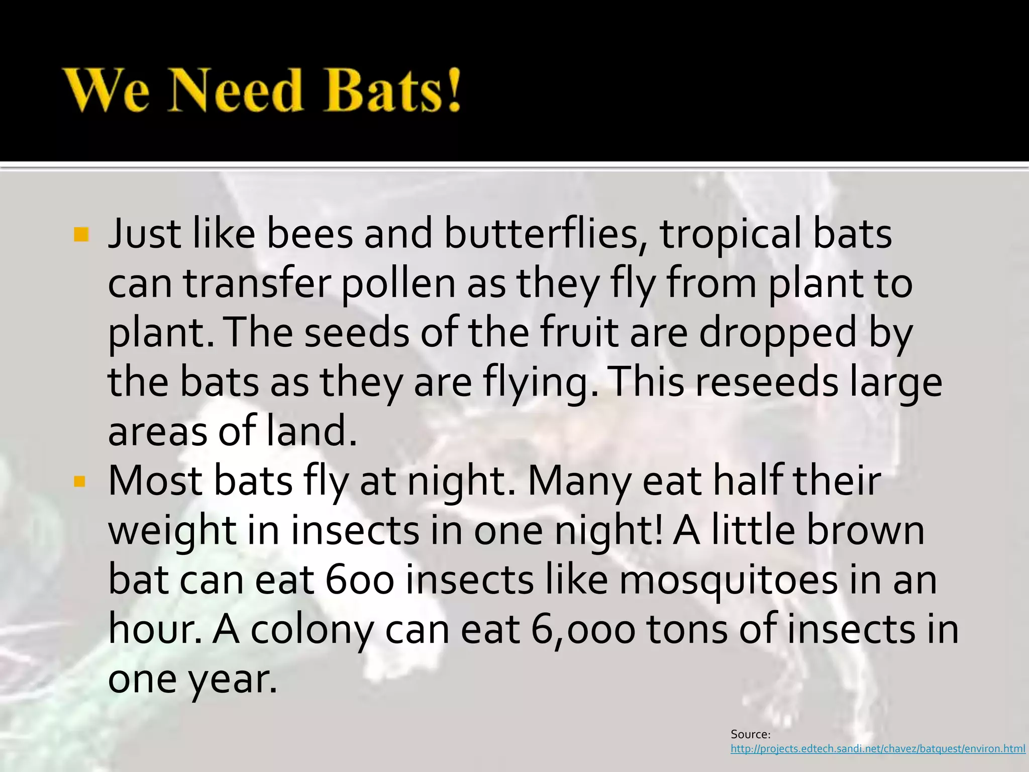 Batty About Bats! | PPTX