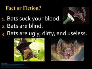 Batty About Bats! | PPTX