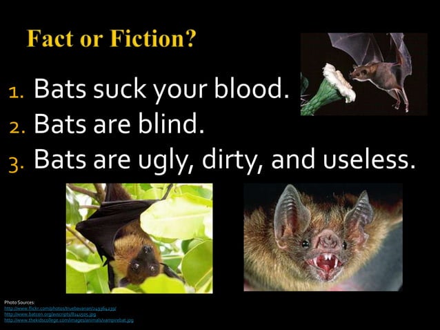 Batty About Bats! | PPTX