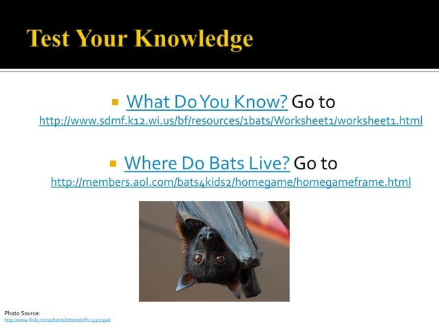 Batty About Bats! | PPTX
