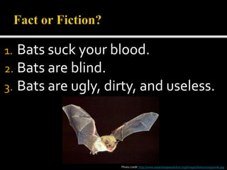 Batty About Bats! | PPTX