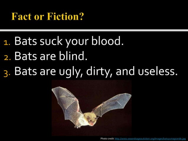 Batty About Bats! | PPTX