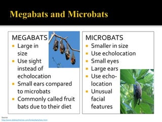 Batty About Bats! | PPTX