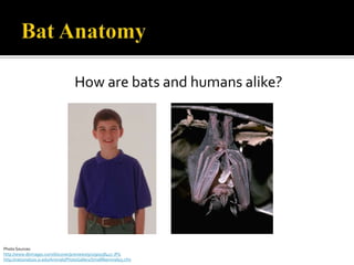 Batty About Bats! | PPTX