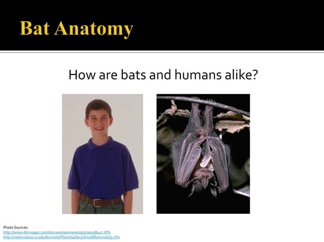Batty About Bats! | PPTX