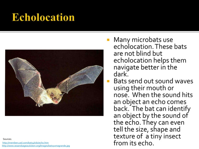 Batty About Bats! | PPTX