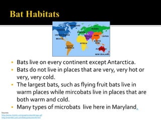 Batty About Bats! | PPTX