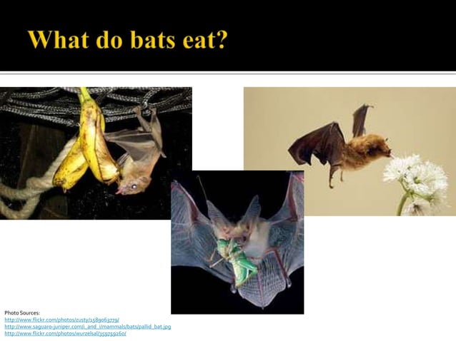 Batty About Bats! | PPTX