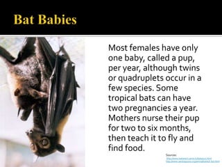 Batty About Bats! | PPTX