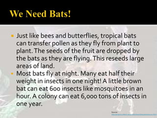 Batty About Bats! | PPTX