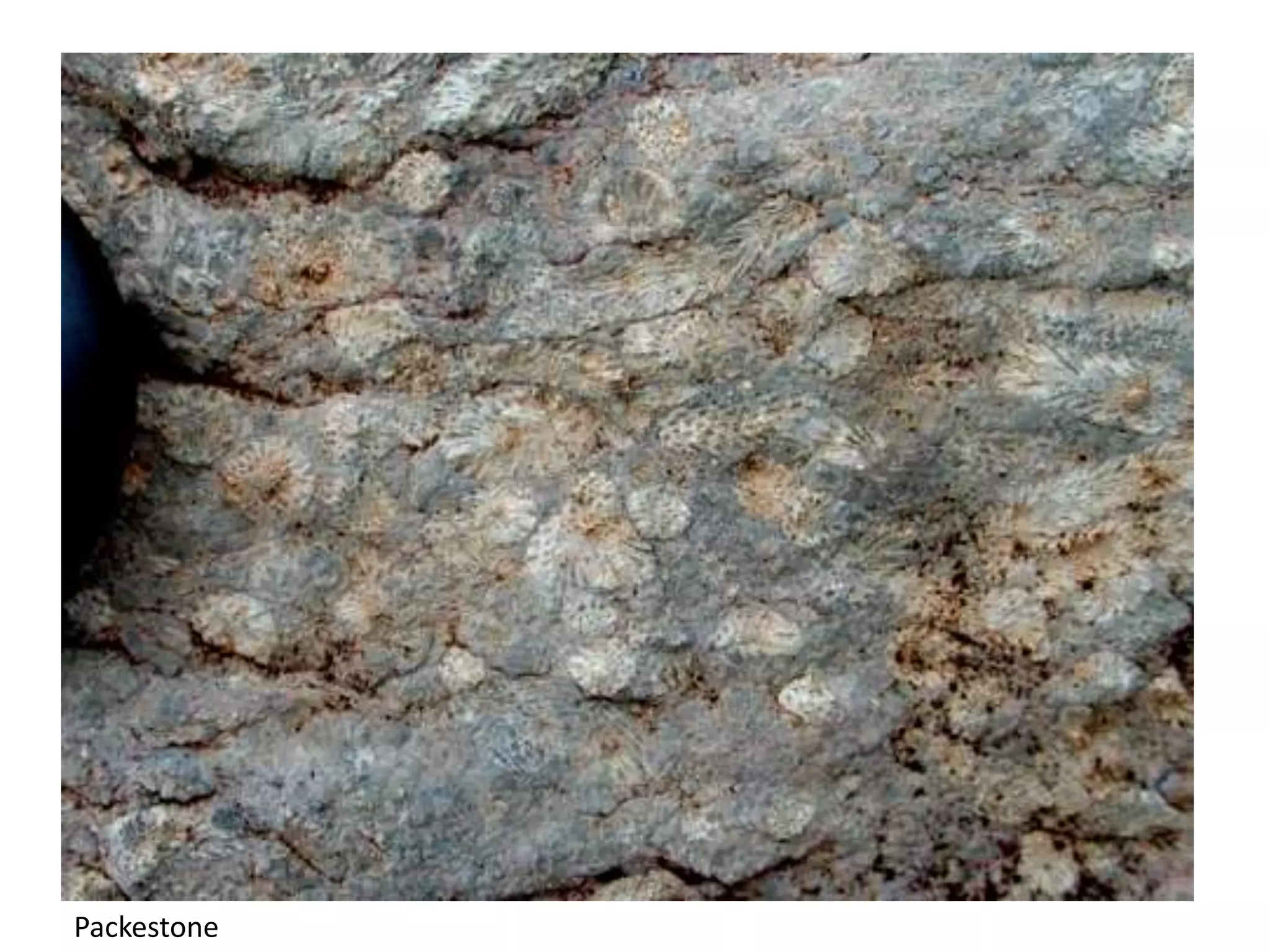 Batuan karbonat 3 klasifikasi bat karbonat | PPTX