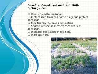 BAU Biofungicide-A novel biocontrol product in Bangladesh | PPT