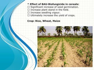 BAU Biofungicide-A novel biocontrol product in Bangladesh | PPT