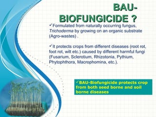 BAU Biofungicide-A novel biocontrol product in Bangladesh | PPT