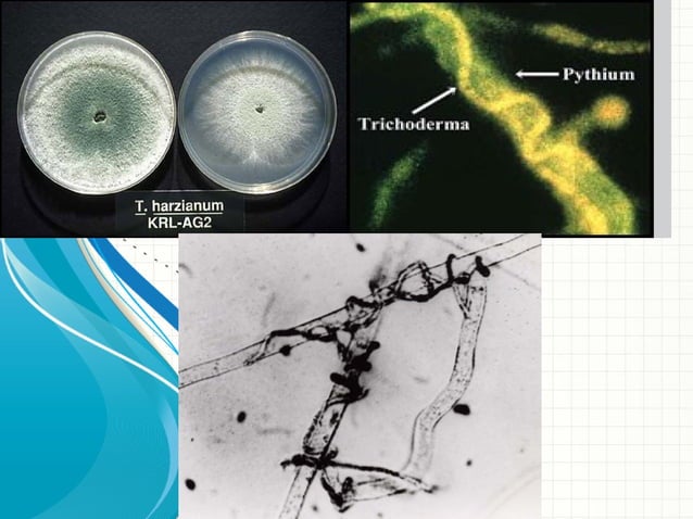 BAU Biofungicide-A novel biocontrol product in Bangladesh | PPT