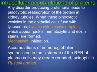 Cell injury. intracellular extracellular accumulation | PPT