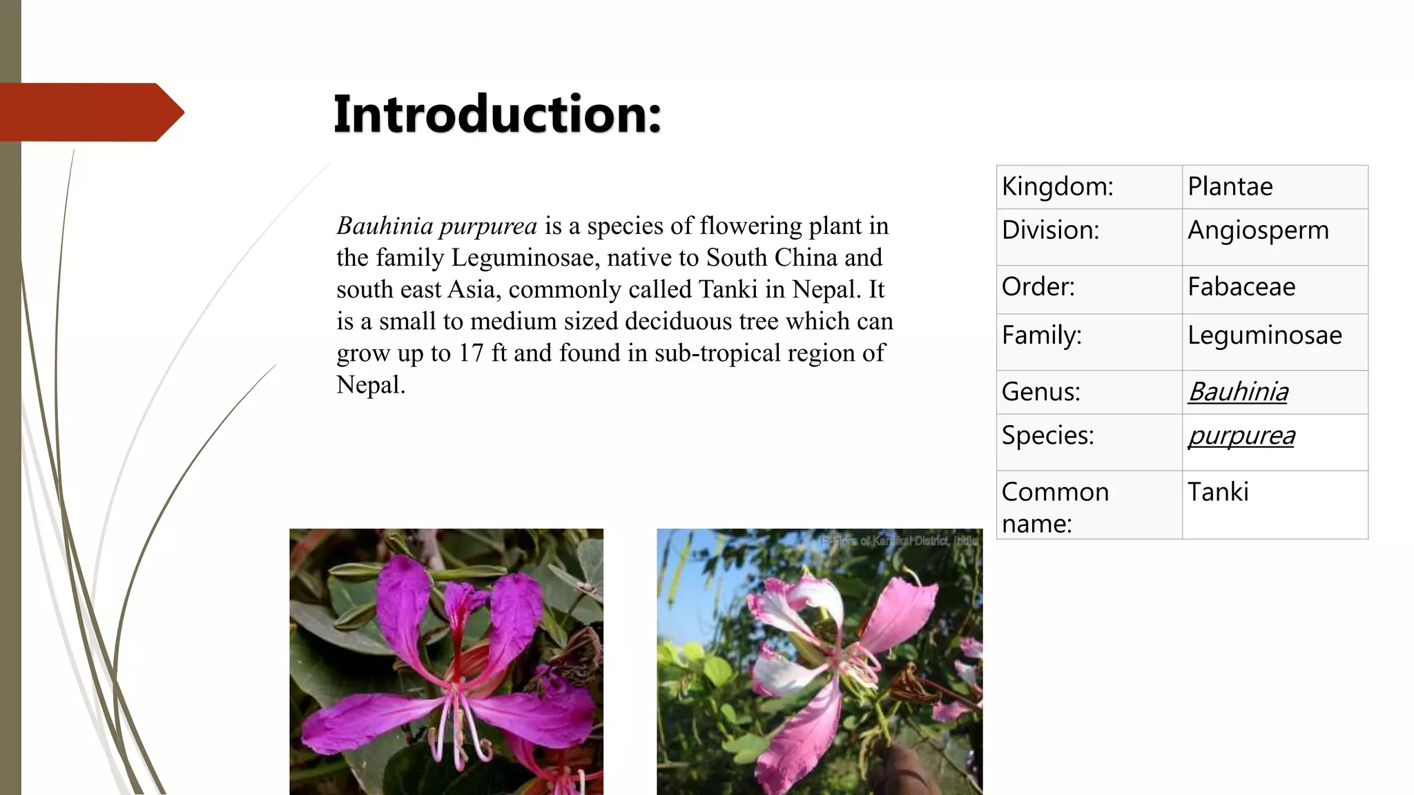 Bauhinia purpurea (tanki) | PPTX
