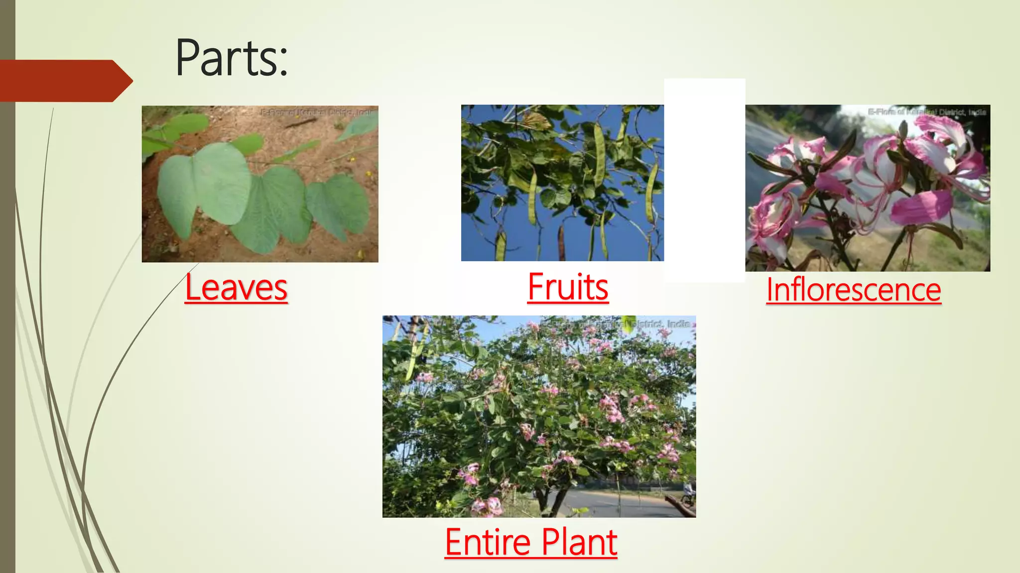 Bauhinia purpurea (tanki) | PPTX