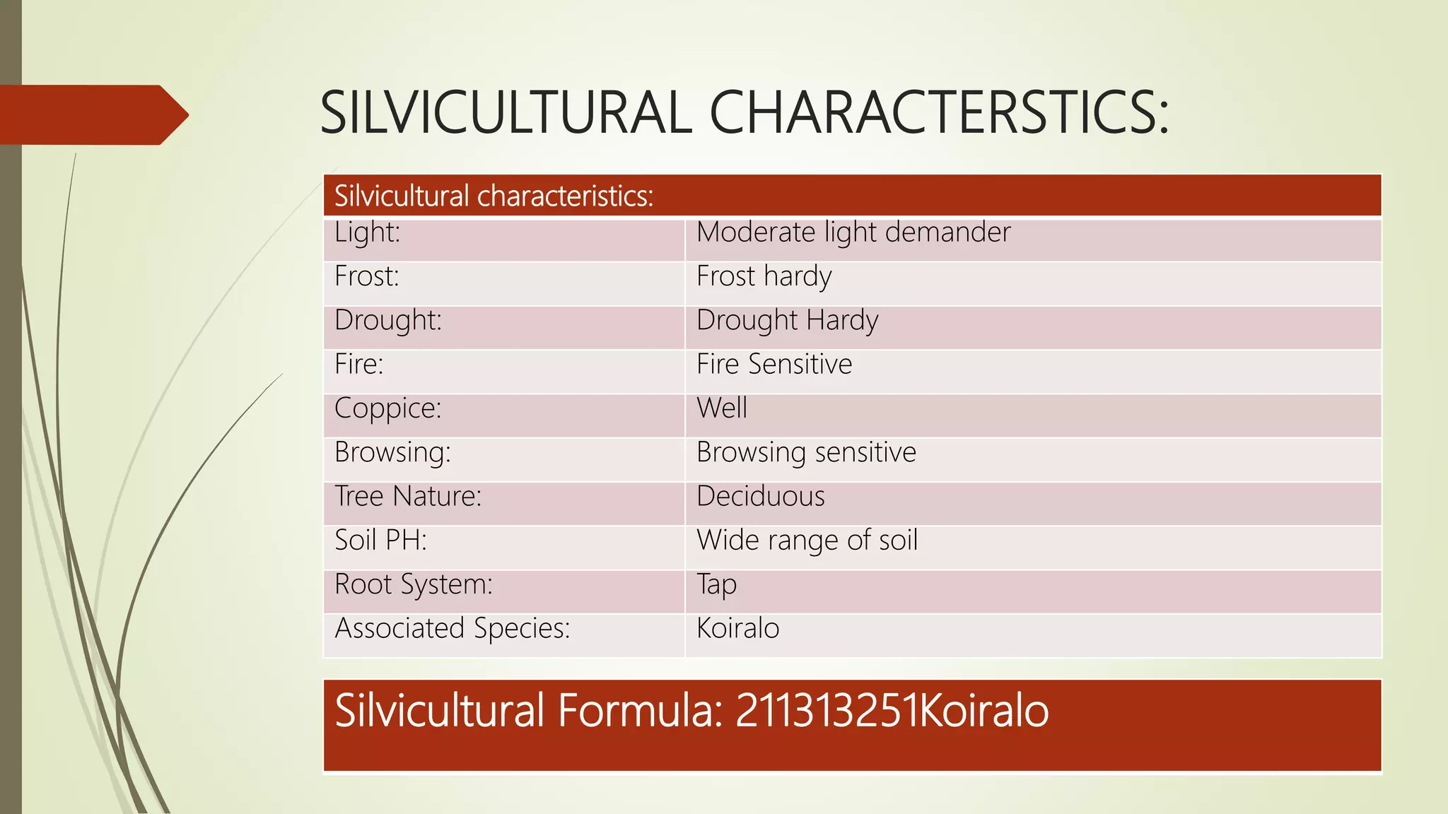 Bauhinia purpurea (tanki) | PPTX