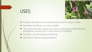 Bauhinia purpurea (tanki) | PPTX