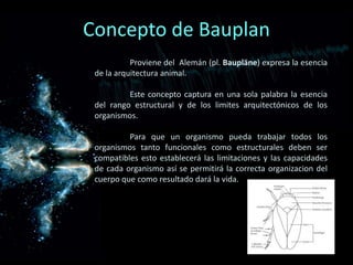 Bauplan | PPTX