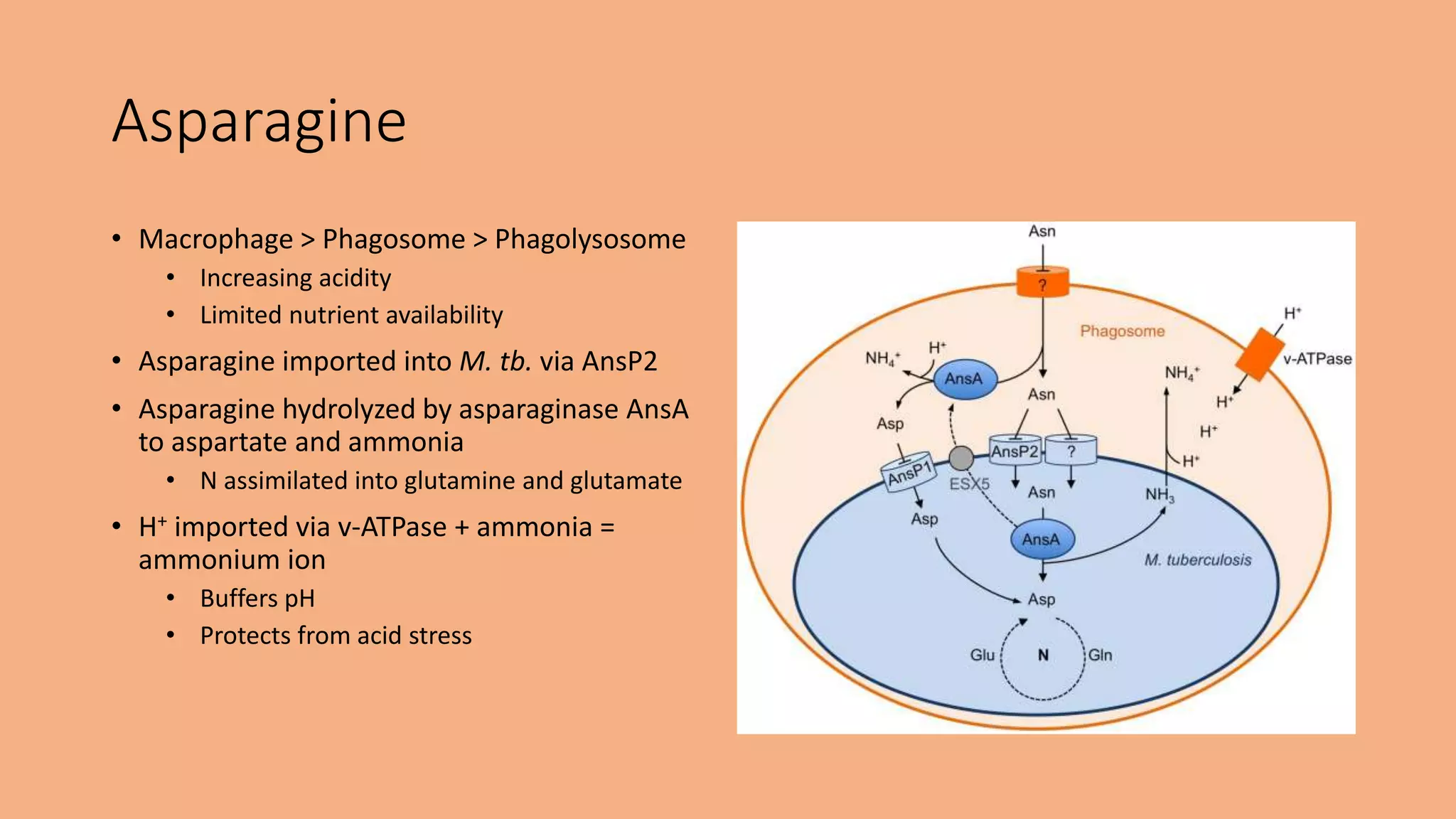 Evasion of the host immune response by Mycobacterium tuberculosis | PPTX