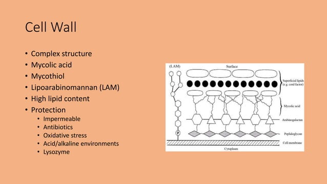Evasion of the host immune response by Mycobacterium tuberculosis | PPTX