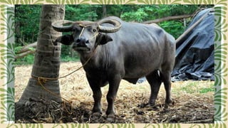 Bayani ng bukid | PPTX