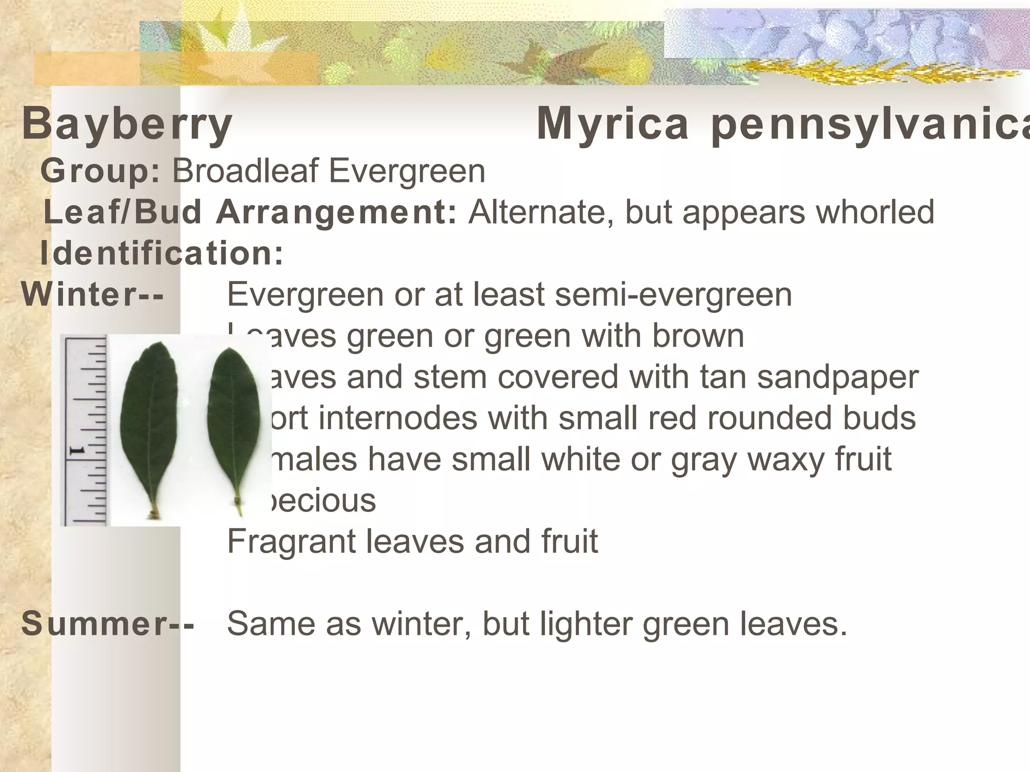 Bayberry show | PPT