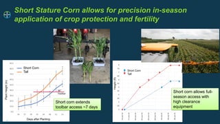 Bayer’s Short Stature Corn Unlocks Innovation in Agronomic Systems.pdf ...
