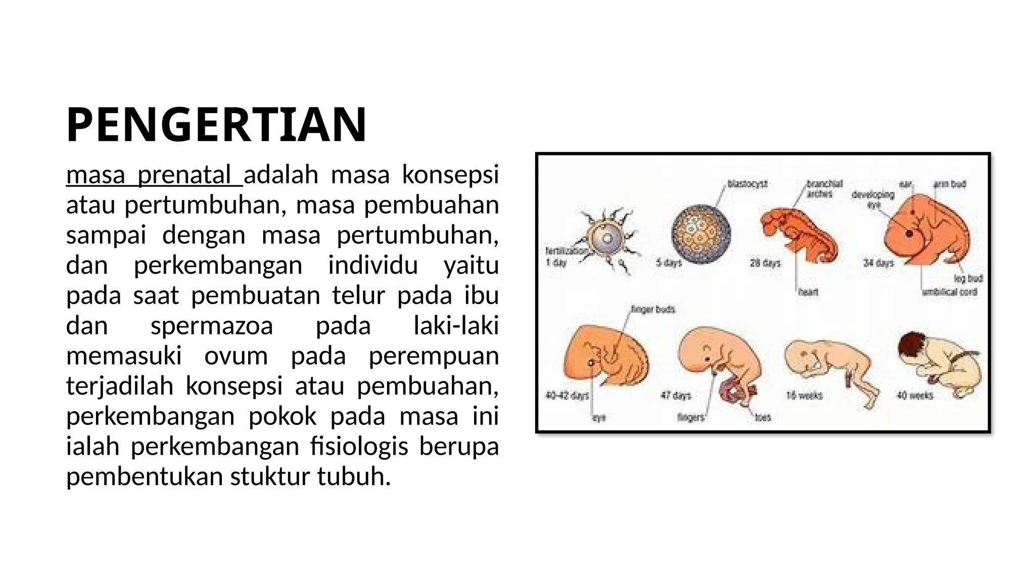 (BAYI BALITA) PPT konsep psikologi perkembangan prenatal.pptx