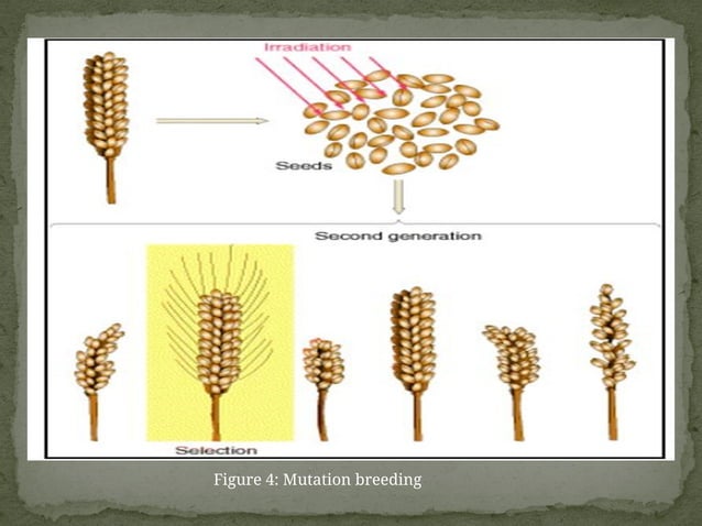 introduction to principles of plant biotechnology | PPTX