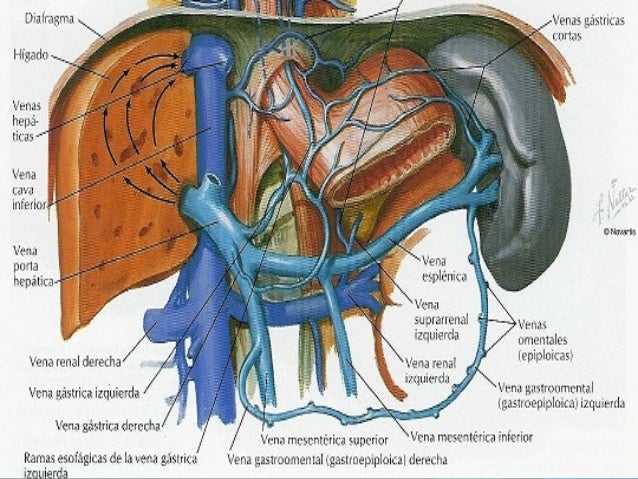DIAPOSITIVAS DE BAZO