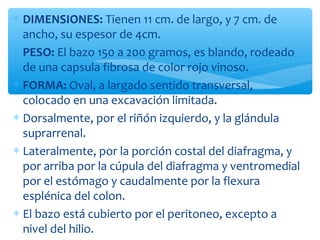 Bazo | PPT