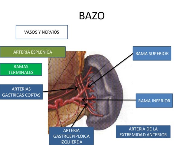 Bazo