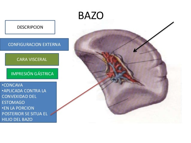 Bazo