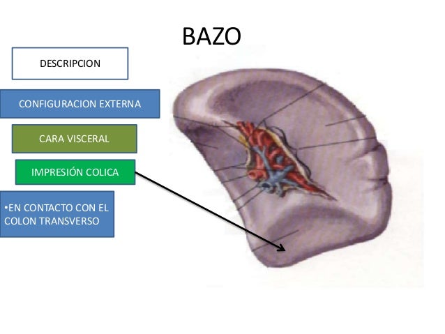 Bazo