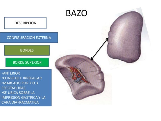 Bazo