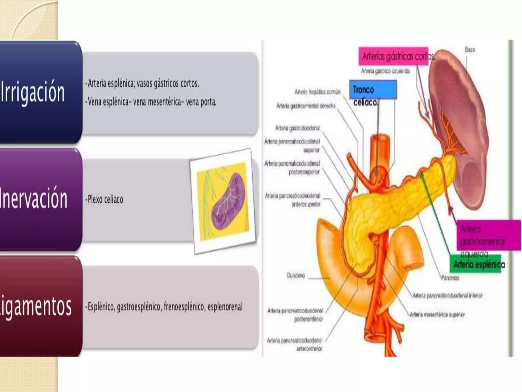 ANATOMIA DEL BAZO | PPTX | Science