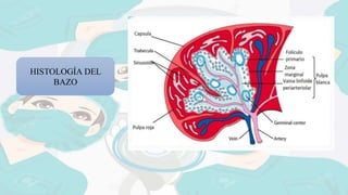 ANATOMÍA DE BAZO | PPTX | Biological Sciences | Science