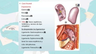 ANATOMÍA DE BAZO | PPTX