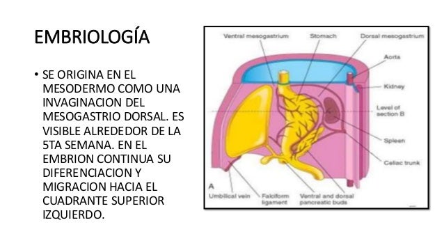 Bazo Anatomía