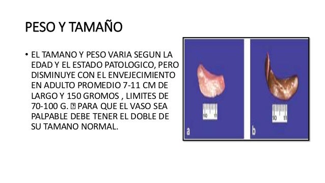 Bazo Anatomía