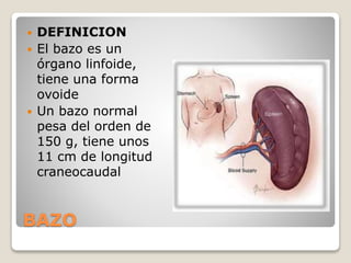 Bazo | PPTX