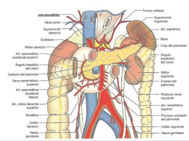 Bazo Anatomía