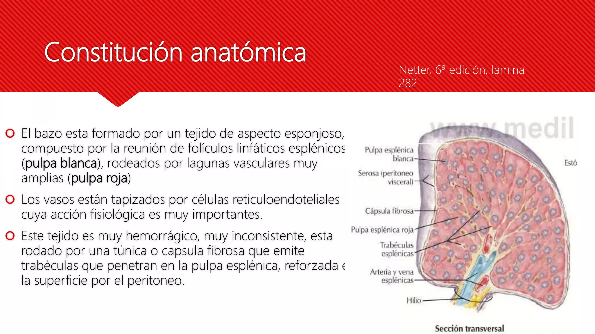 Anatomia del Bazo | PPTX
