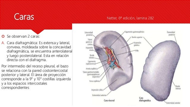 Anatomia del Bazo