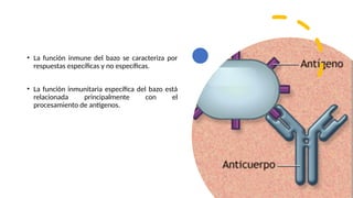bazo, anatomia, extirpacion, fisiologia.pptx